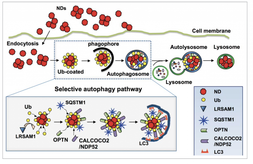 分子抗癌研究室 – Molecular Anticancer Laboratory